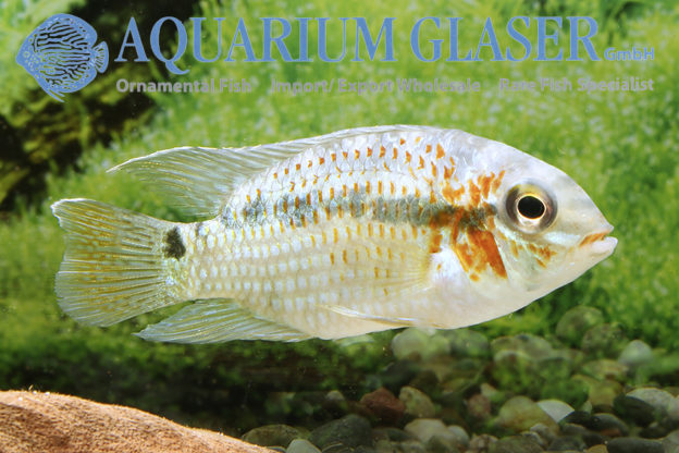 Krobia xinguensis - Aquarium Glaser GmbH