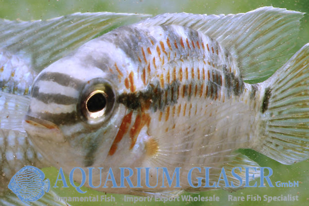 Krobia xinguensis - Aquarium Glaser GmbH