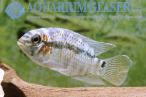 Krobia xinguensis - Aquarium Glaser GmbH