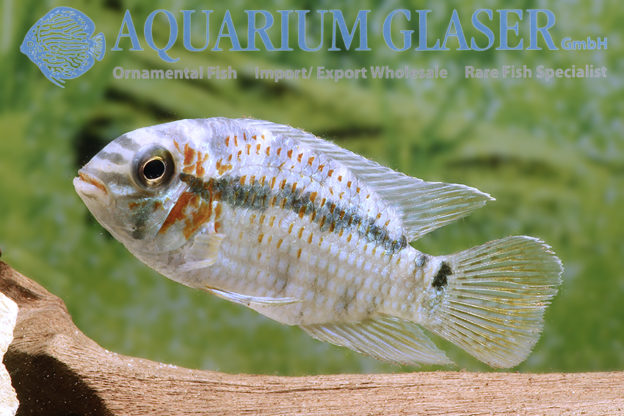 Krobia xinguensis - Aquarium Glaser GmbH