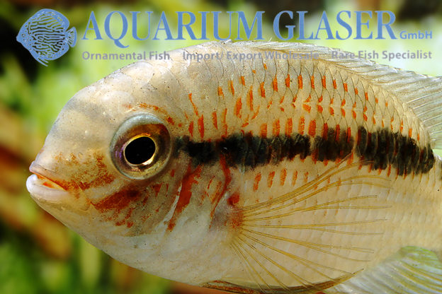 Krobia xinguensis - Aquarium Glaser GmbH