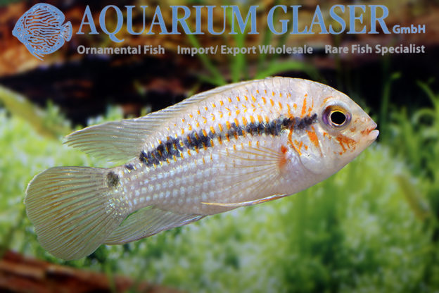 Krobia xinguensis - Aquarium Glaser GmbH