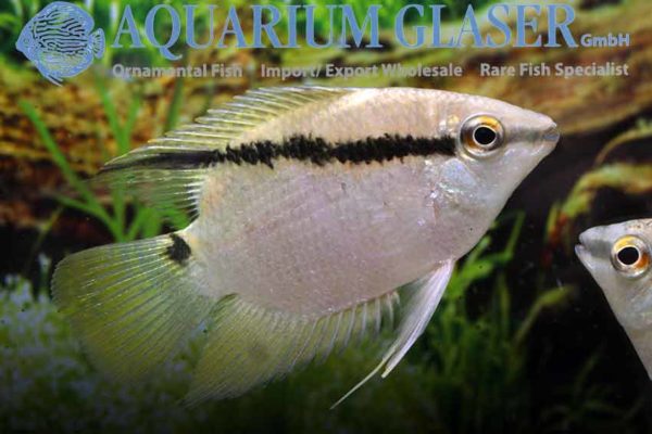 25. Perchlike fishes - Page 5 of 9 - Aquarium Glaser GmbH