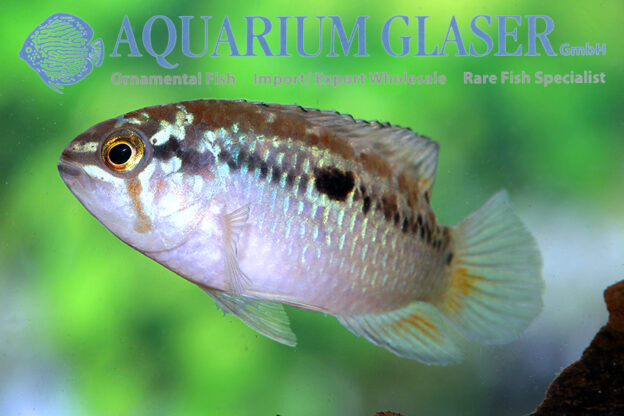 Ivanacara bimaculata - Aquarium Glaser GmbH