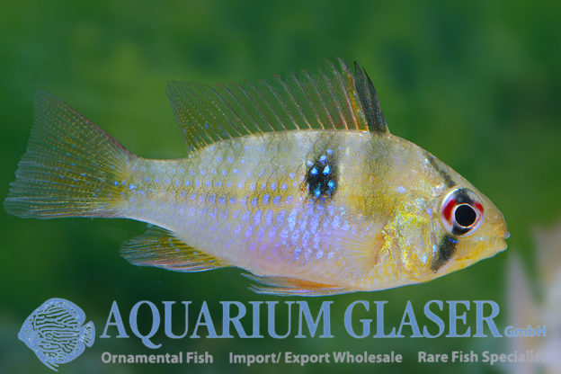 Mikrogeophagus ramirezi wild - Aquarium Glaser GmbH