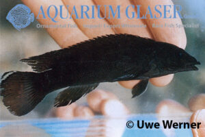Teleocichla preta - Aquarium Glaser GmbH