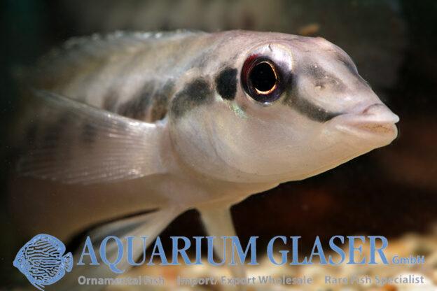 Teleocichla preta - Aquarium Glaser GmbH