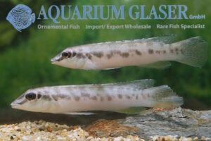 Teleocichla preta - Aquarium Glaser GmbH