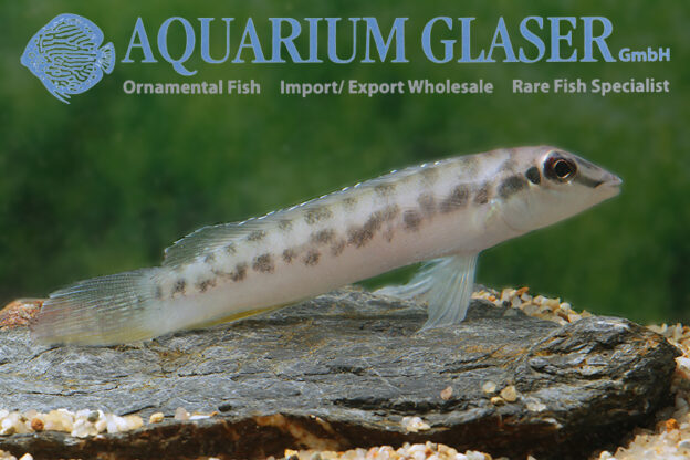 Teleocichla preta - Aquarium Glaser GmbH