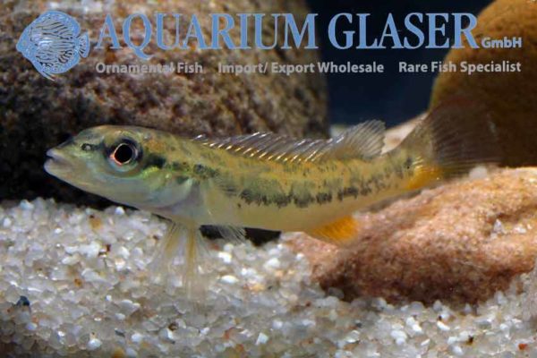 Fischarchiv - Seite 18 von 30 - Aquarium Glaser GmbH