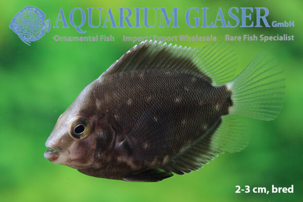Uaru amphiacanthoides - Aquarium Glaser GmbH