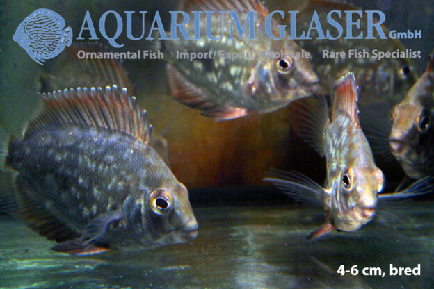 Uaru amphiacanthoides - Aquarium Glaser GmbH