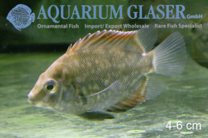 Uaru amphiacanthoides WILD - Aquarium Glaser GmbH