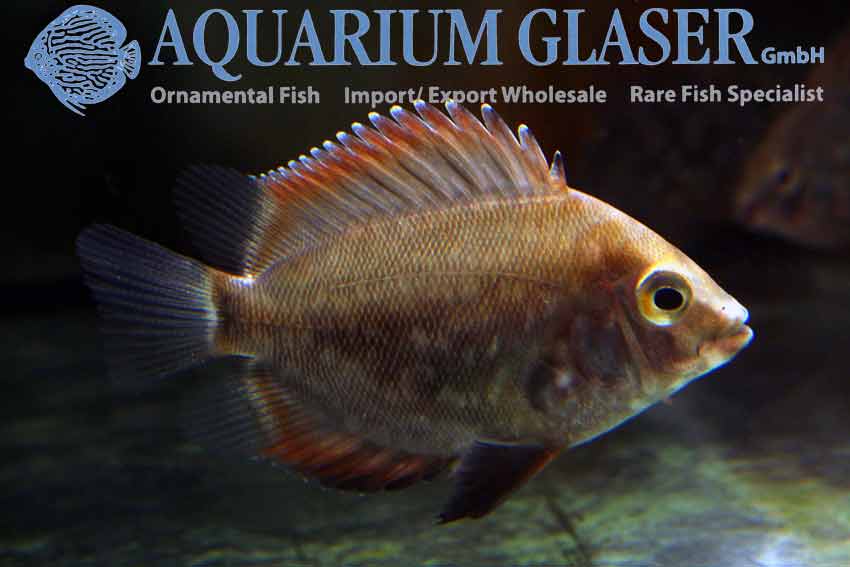Uaru amphiacanthoides, bred - Aquarium Glaser GmbH