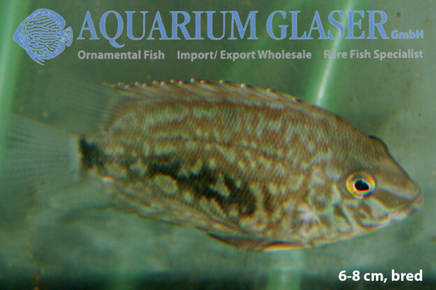 Uaru amphiacanthoides - Aquarium Glaser GmbH