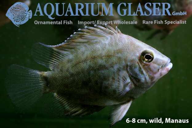 Uaru amphiacanthoides - Aquarium Glaser GmbH