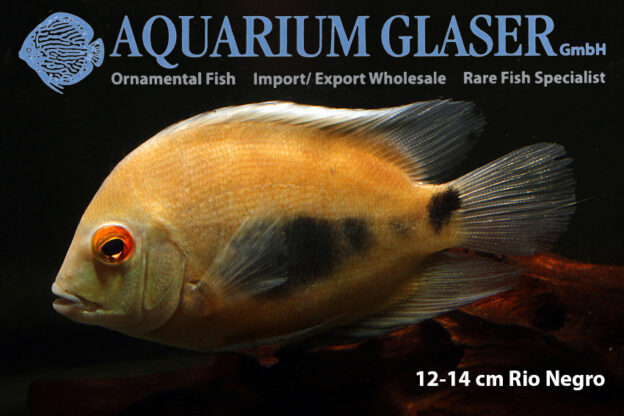 Uaru amphiacanthoides - Aquarium Glaser GmbH