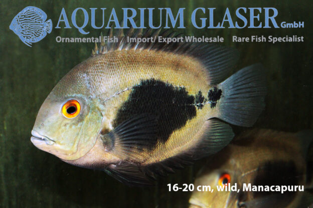 Uaru amphiacanthoides - Aquarium Glaser GmbH