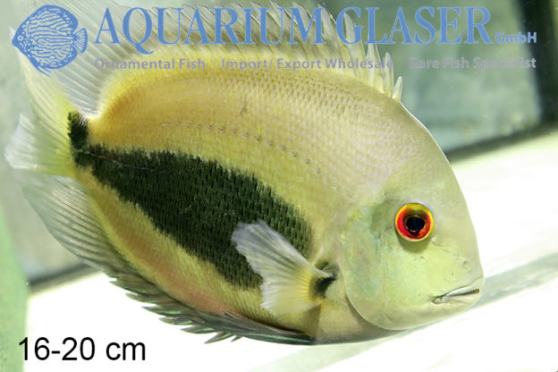 Uaru amphiacanthoides WILD - Aquarium Glaser GmbH