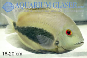 Uaru amphiacanthoides WILD - Aquarium Glaser GmbH