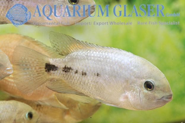Vieja breidohri - Aquarium Glaser GmbH