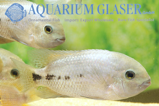 Vieja breidohri - Aquarium Glaser GmbH