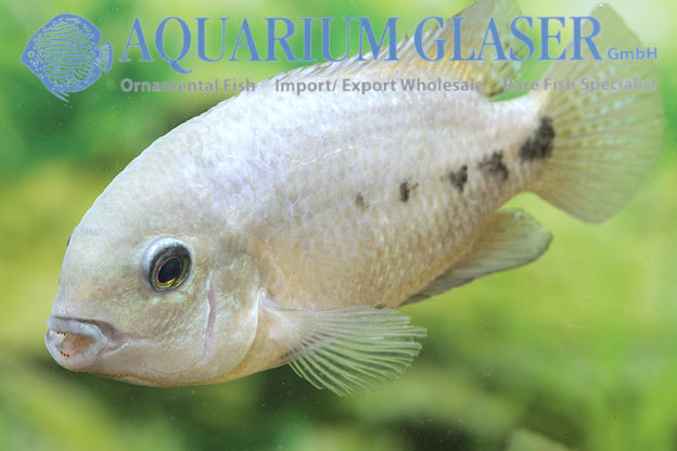 Vieja breidohri - Aquarium Glaser GmbH