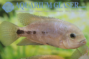 Vieja breidohri - Aquarium Glaser GmbH
