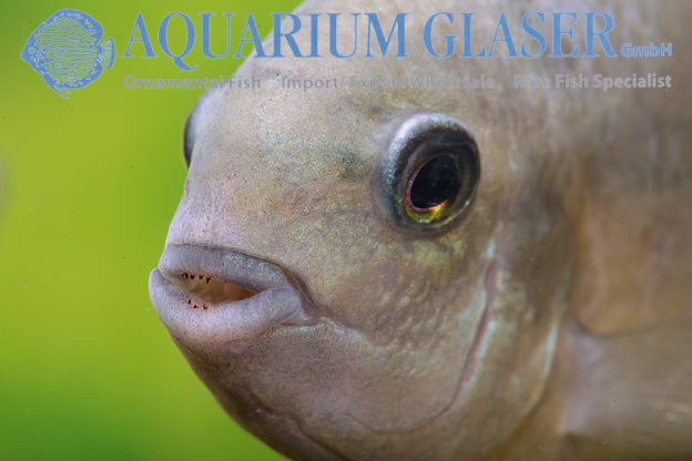 Vieja breidohri - Aquarium Glaser GmbH