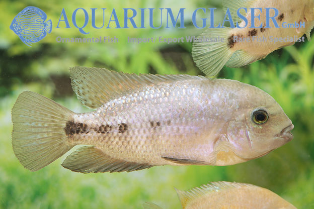Vieja breidohri - Aquarium Glaser GmbH