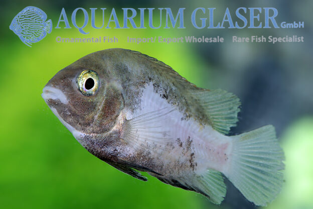 Vieja fenestrata White & Marbled - Aquarium Glaser GmbH