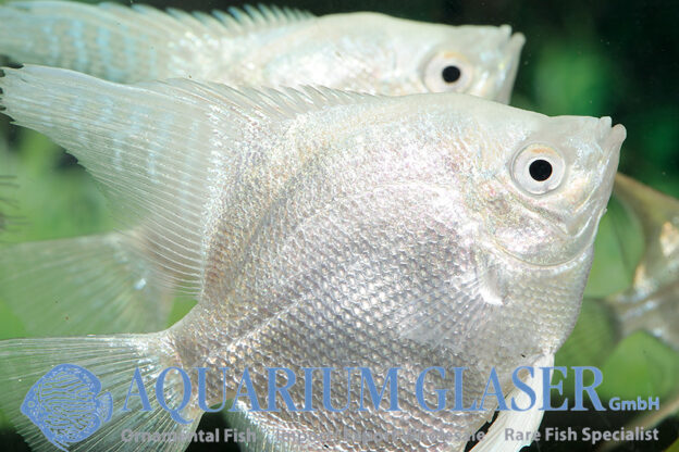 Fish Archive - Aquarium Glaser GmbH