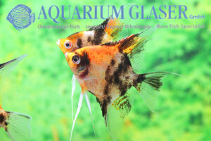 Pterophyllum Angelfish Red Head Marble - Aquarium Glaser GmbH