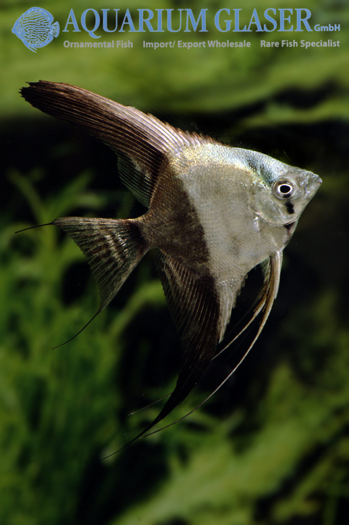Pterophyllum scalare „Bicolor Blue“ - Aquarium Glaser GmbH
