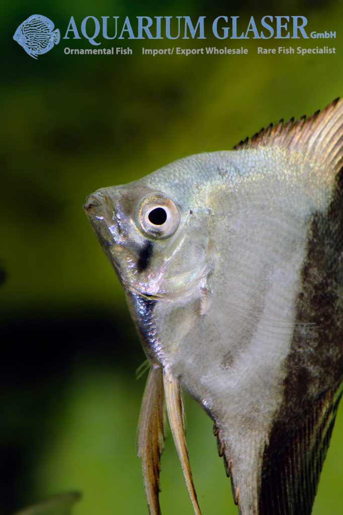 Pterophyllum scalare „Bicolor Blue“ - Aquarium Glaser GmbH