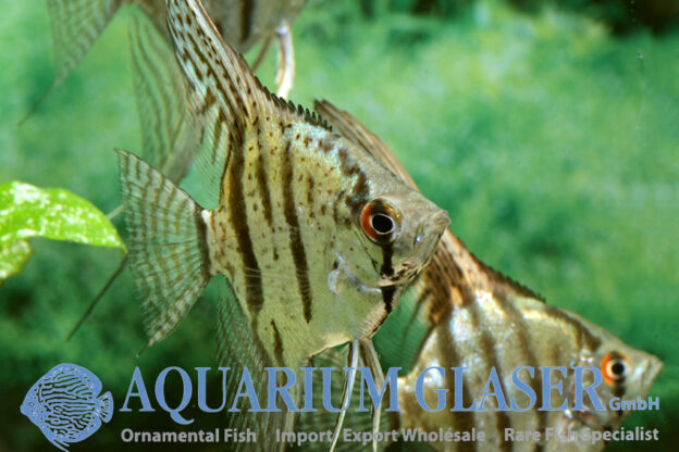 Pterophyllum „Zebra“ - Aquarium Glaser GmbH