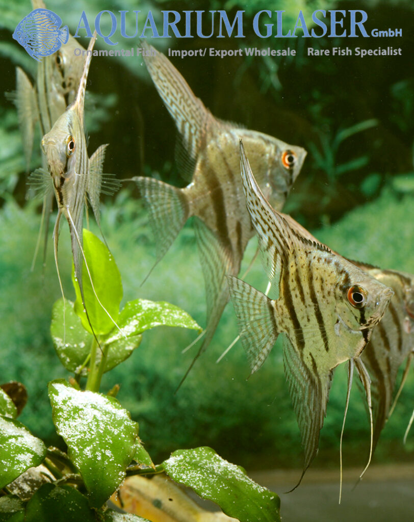 Pterophyllum „Zebra“ - Aquarium Glaser GmbH