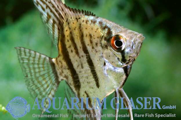 Pterophyllum „Zebra“ - Aquarium Glaser GmbH