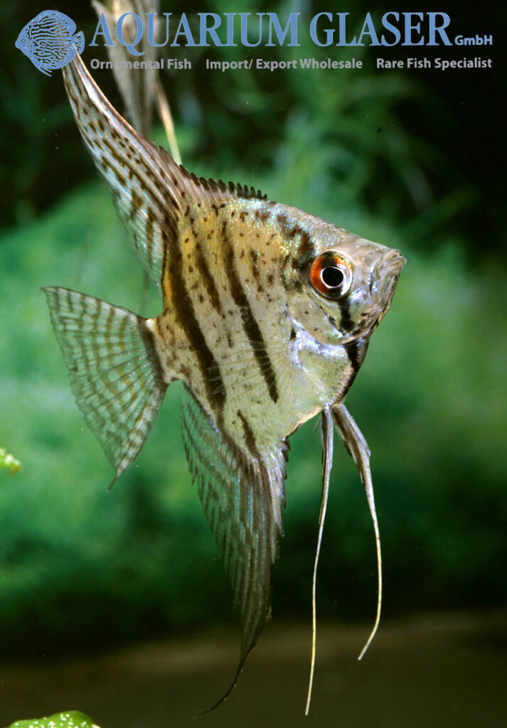 Pterophyllum „Zebra“ - Aquarium Glaser GmbH