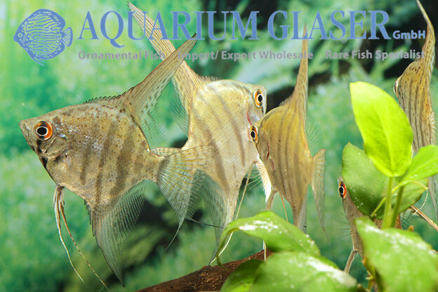 Pterophyllum "Zebra" - Aquarium Glaser GmbH