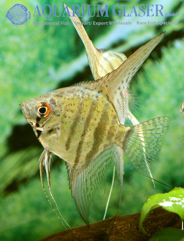 Pterophyllum „Zebra“ - Aquarium Glaser GmbH