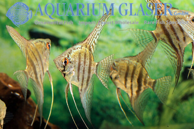 Pterophyllum "Zebra" - Aquarium Glaser GmbH