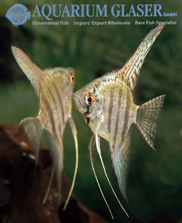 Pterophyllum "Zebra" - Aquarium Glaser GmbH