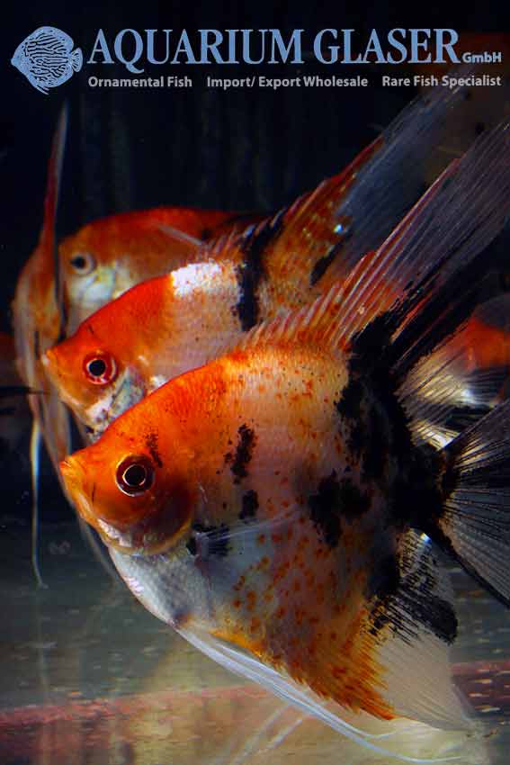 German Red Angelfish