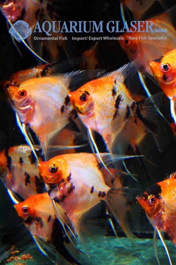 Scalare Super Red Devil - Aquarium Glaser GmbH