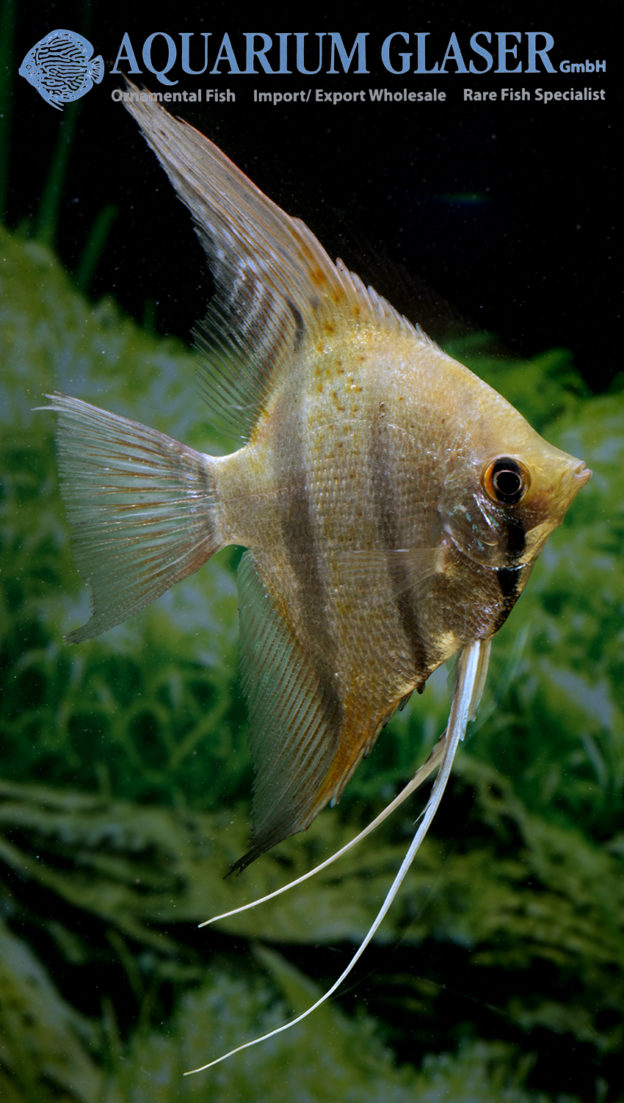 Scalare leopoldi Red Spots Peru - Aquarium Glaser GmbH
