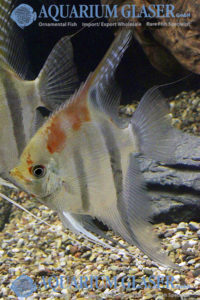 Pterophyllum "Manacapuru redback". - Aquarium Glaser GmbH