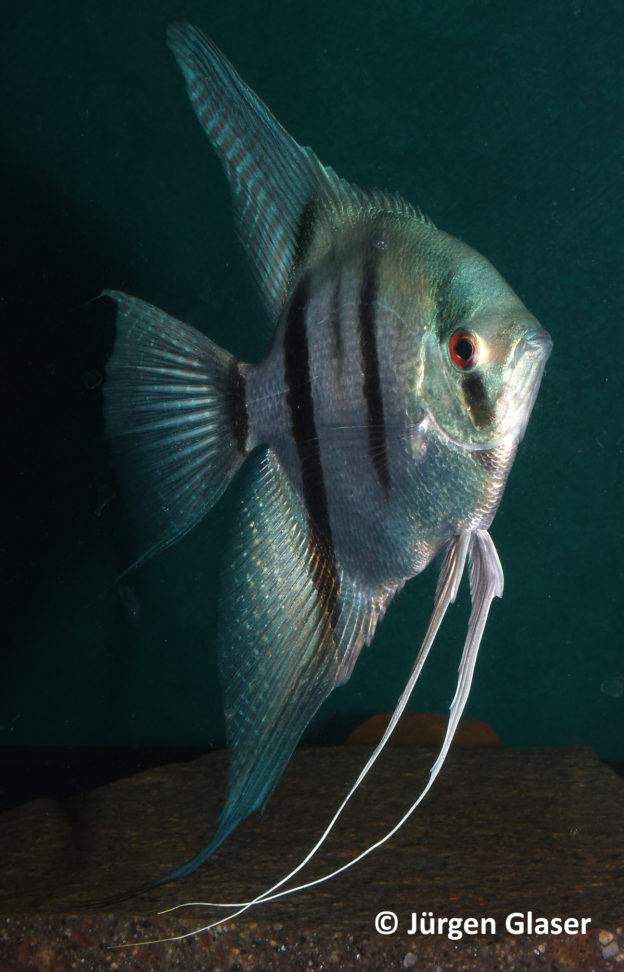 Pterophyllum scalare "Belem Sky Blue" - Aquarium Glaser GmbH