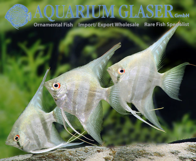 Pterophyllum scalare „Belem Sky Blue“ - Aquarium Glaser GmbH