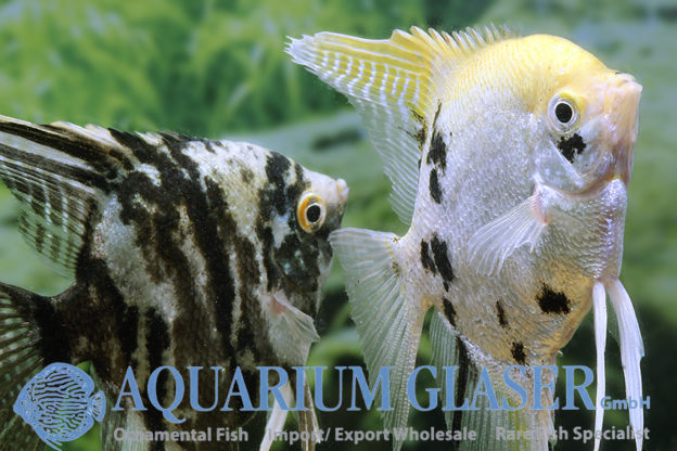 Angelfish XL - Aquarium Glaser GmbH